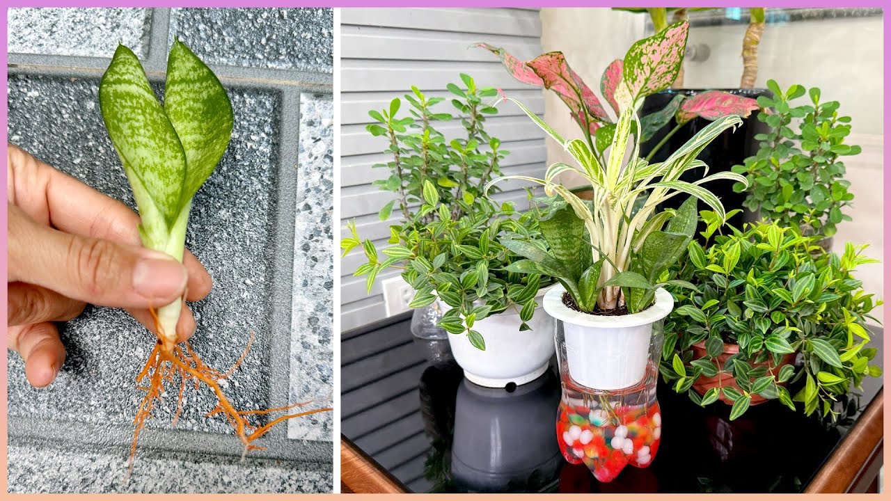 Classy Living Space With Unique Aquatic Plant Pots| Helps You Feel ...