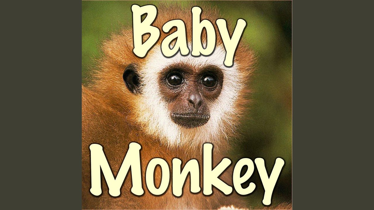 Baby Monkey (Going Backwards On A Pig) - YouTube