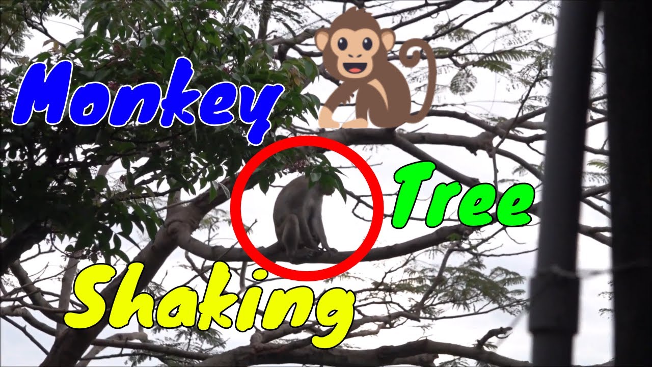 Young Monkey Shaking Tree Branch Compete With His Friend 2 | Viral ...