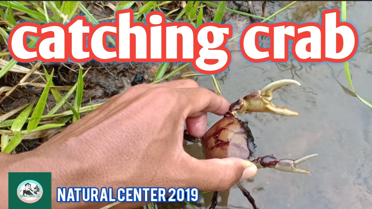 crabs|amazing catching crab|find crab - YouTube