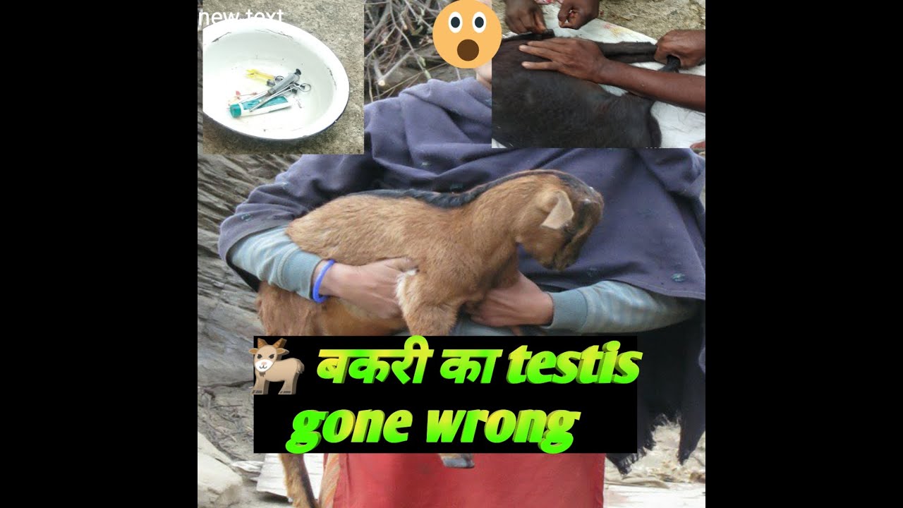 GOAT TESTIS GOES OPERATION. |||.How to remove goat testis at villages ...