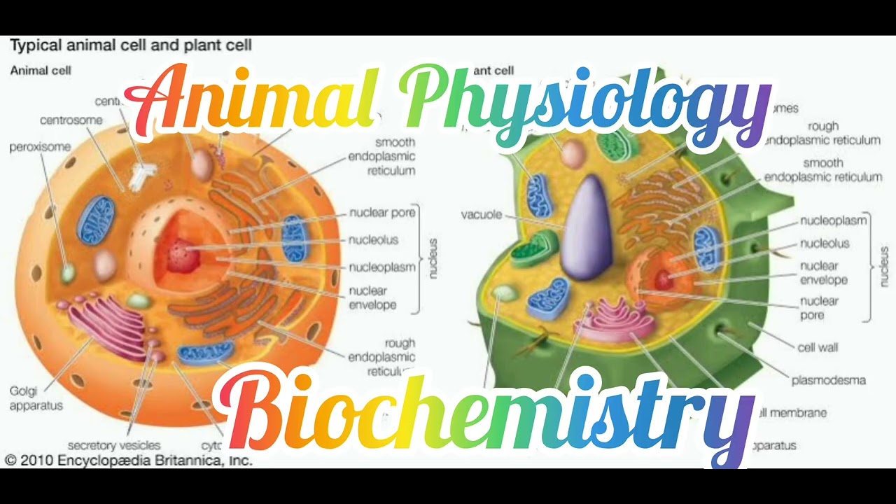Animal Physiology & Biochemistry - YouTube