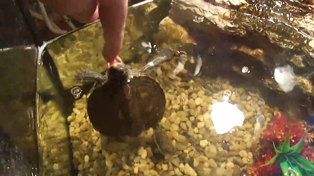 Map Turtle Bites Finger - YouTube