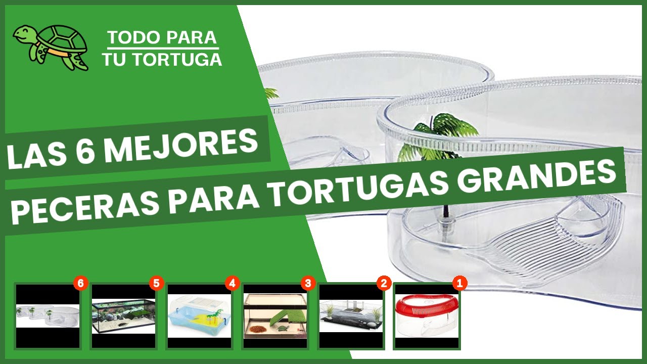 Las 6 mejores peceras para tortugas grandes - YouTube