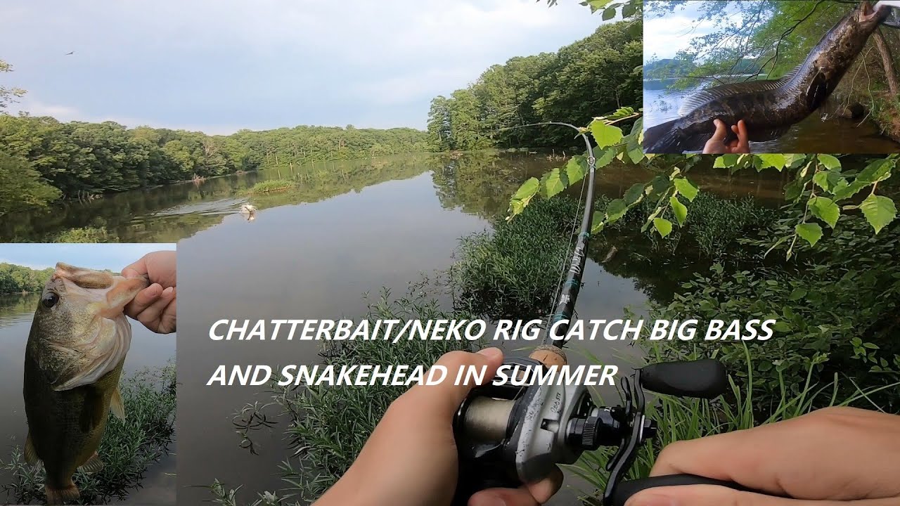 CHATTERBAIT/NEKO RIG CATCH BIG BASS AND SNAKEHEAD IN SUMMER - YouTube