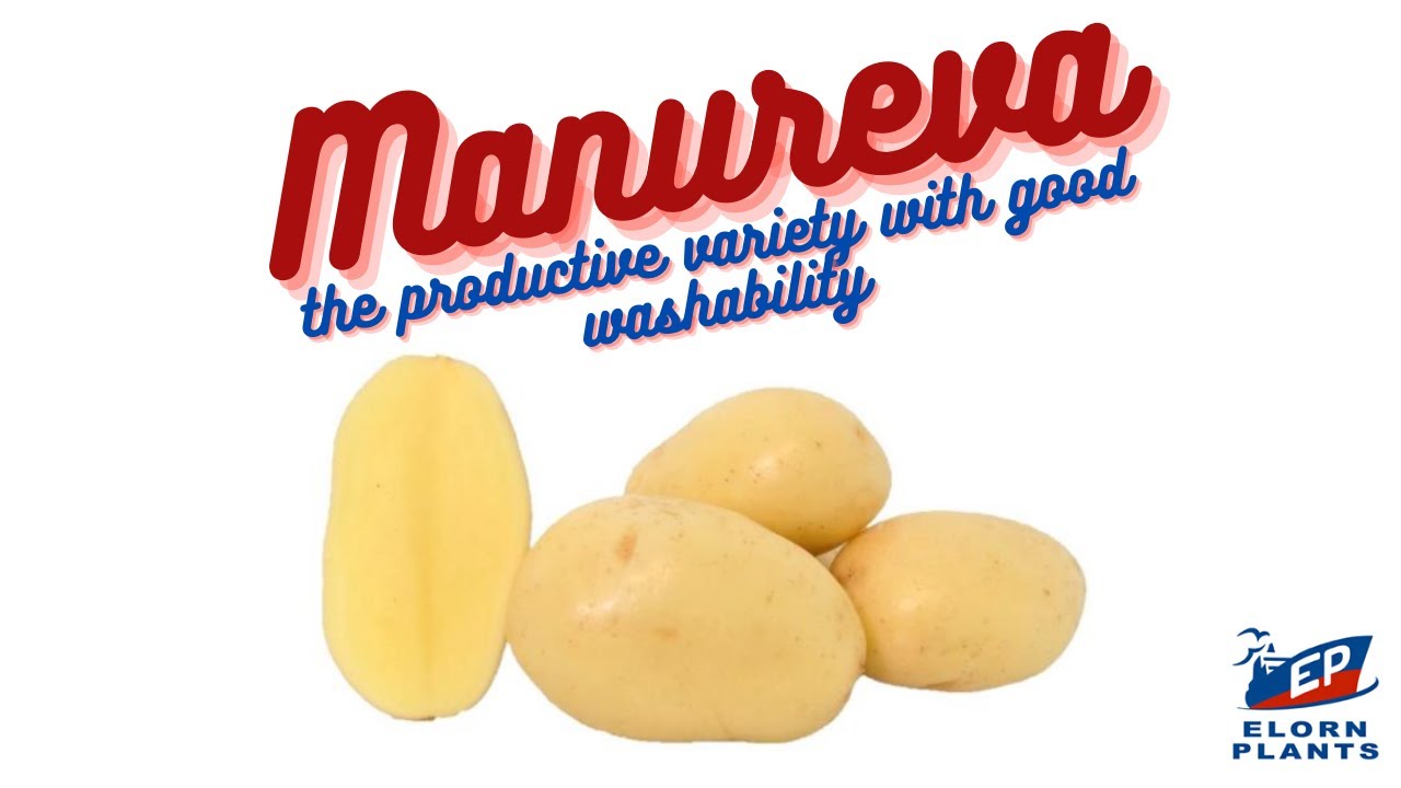 MANUREVA - POTATO VARIETY ELORN PLANTS - YouTube