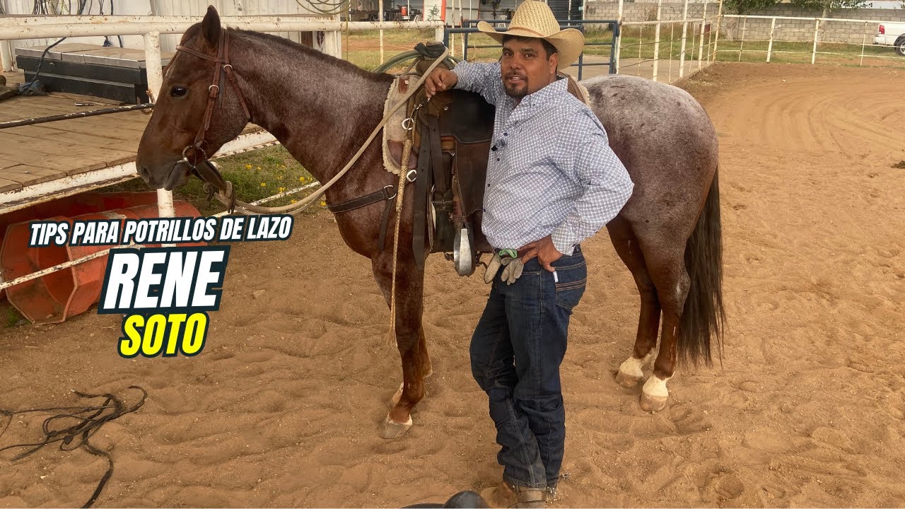 Tips para iniciar Potrillos de Lazo con Rene Soto | Team Roping Horse ...