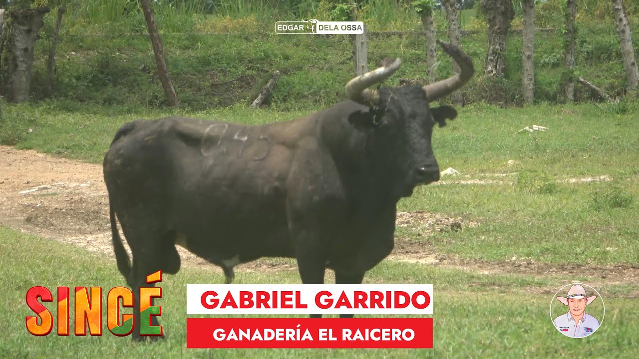 TOROS DE GABRIEL GARRIDO PARA SINCE 2024 - YouTube