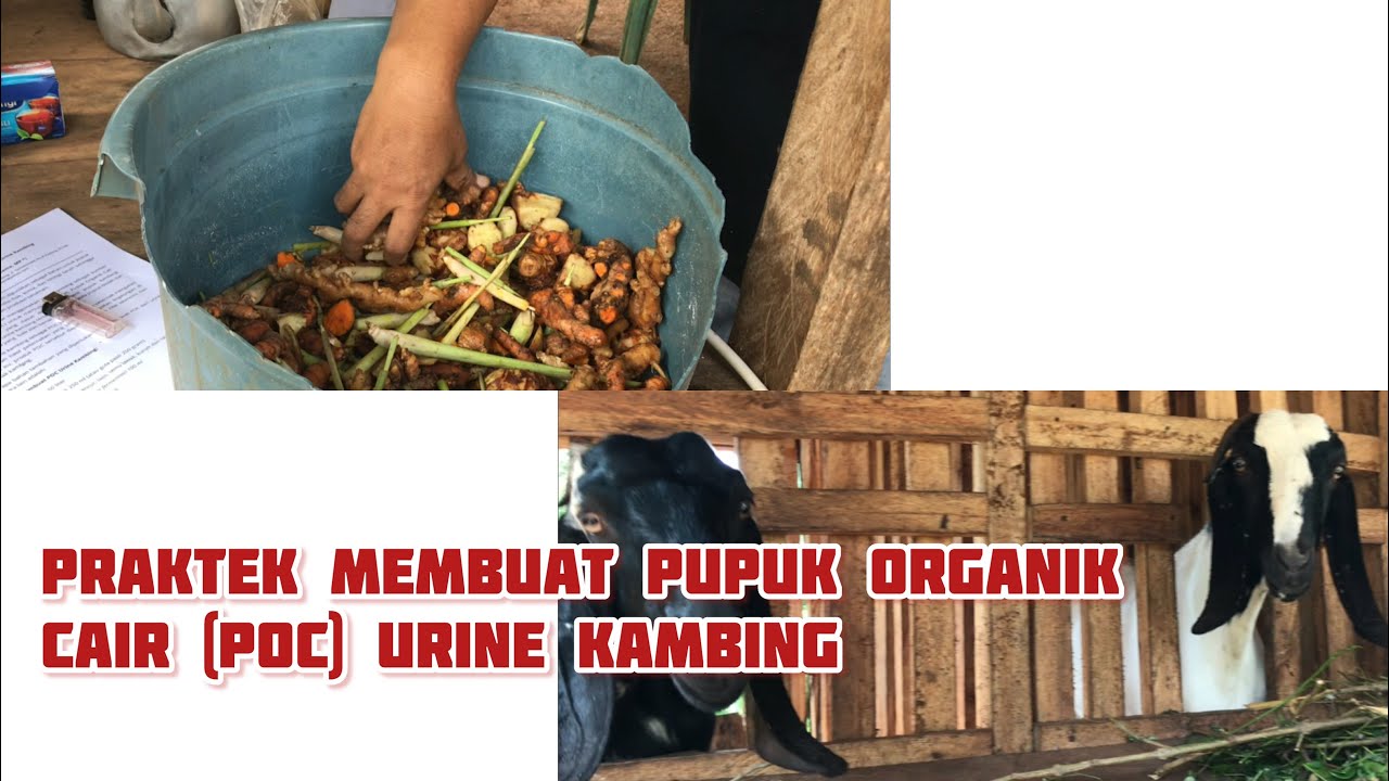 Cara membuat pupuk organik cair (POC) urine kambing - YouTube