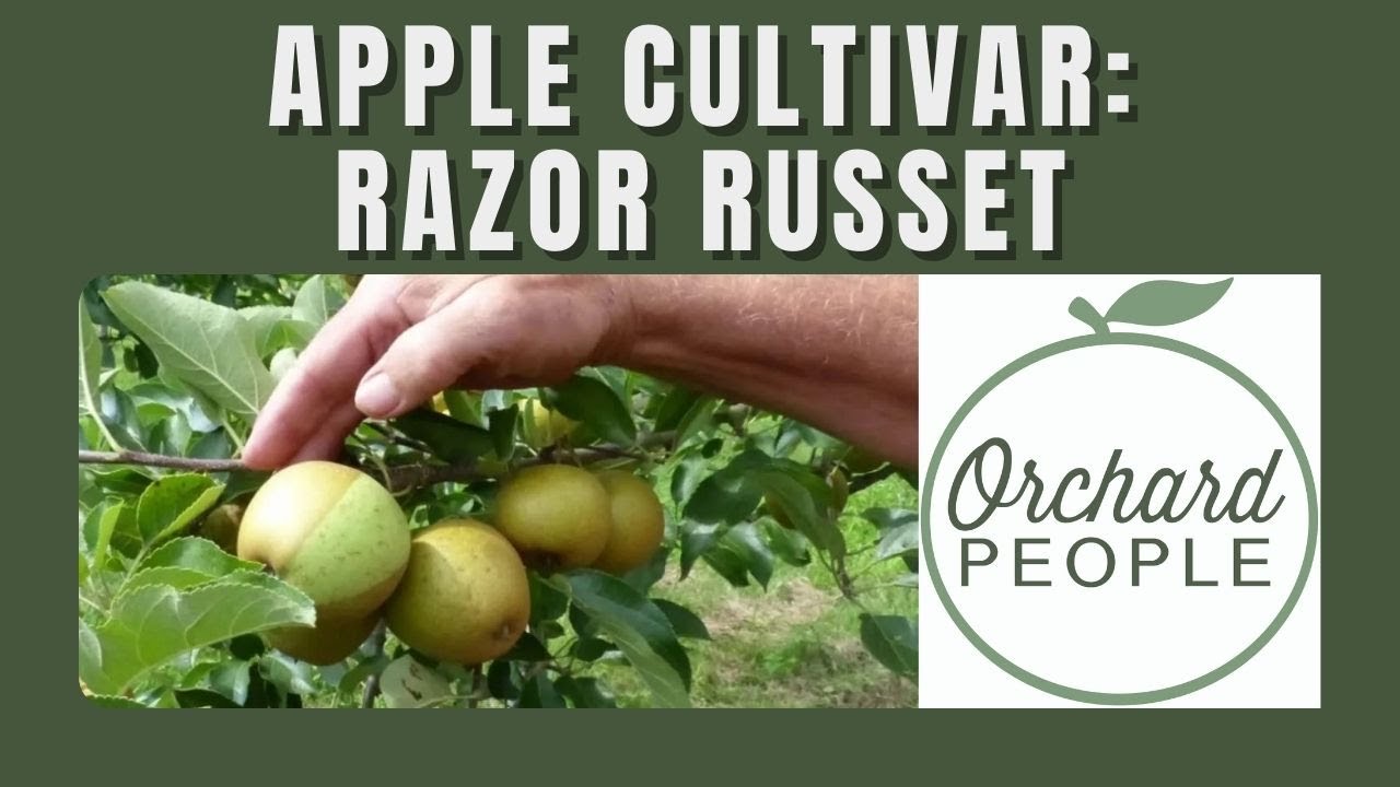 Apple Cultivar Profile: Razor Russet apple - YouTube