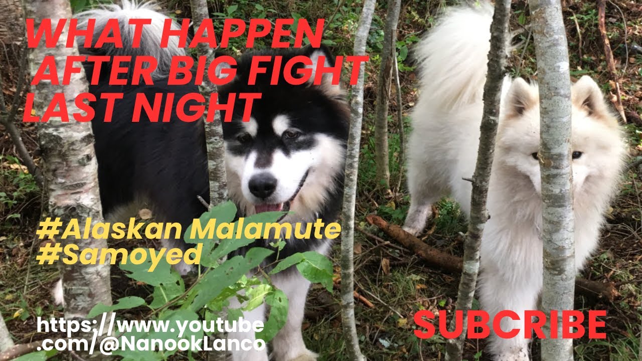 Dog fight #Alaskan Malamute#Samoyed - YouTube