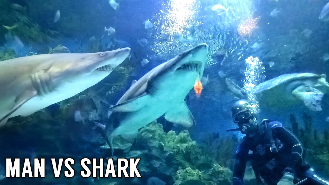 Man VS Shark | Aquaria KLCC | Malaysia - YouTube