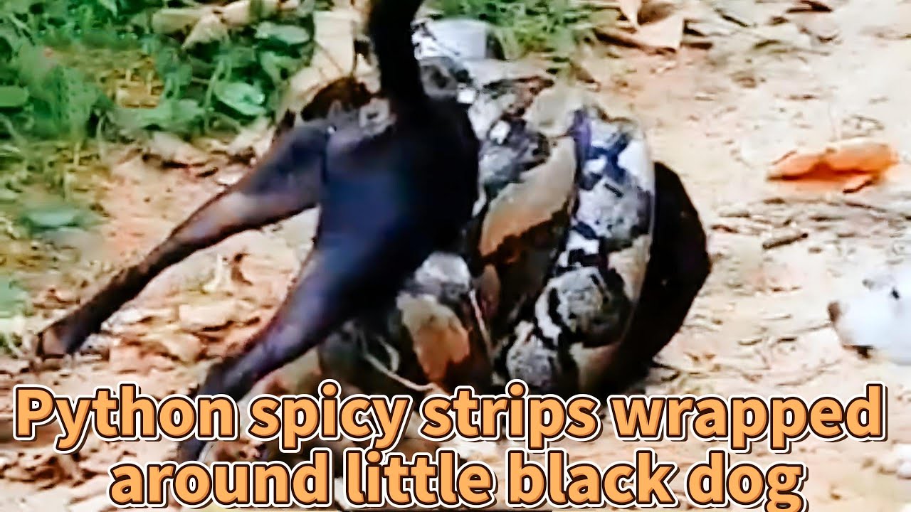 Python spicy strips wrapped around little black dog#animals2024 #wildanimals #Lion - YouTube
