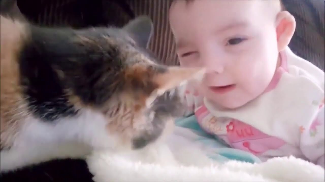 SELECTION OF FUNNY VIDEOS OF CHILDREN WITH CATS - YouTube