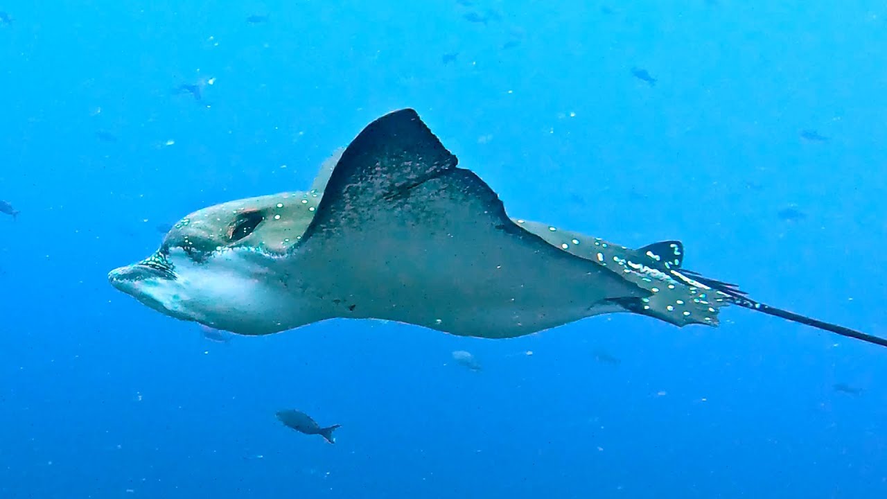 Majestic Spotted Eagle Rays Fly Past Scuba Diver in the Galapagos ...
