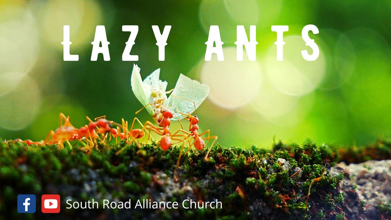 Lazy Ants || July 03, 2022 - YouTube