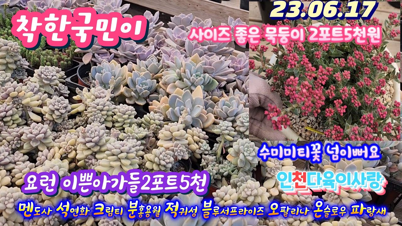 인천다육이사랑1착한국민이수미미티멘도사석연화발디크림티온슬로우퍼플딜라이트파랑새비얀트홍매화리틀쨈프리티분홍
