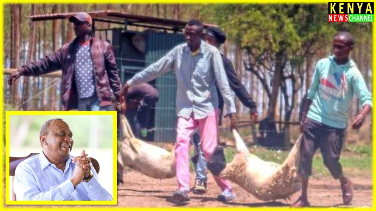 NORTHLANDS INVADERS RETURN STOLEN SHEEP TO UHURU KENYATTA FAMILY LAND - YouTube