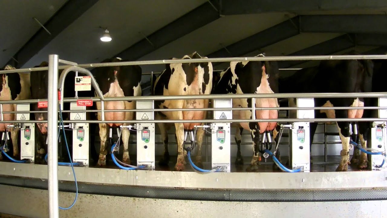 How to Milk a Dairy Cow - YouTube