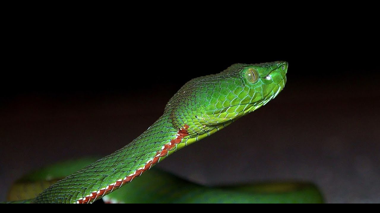 Siamese Peninsular Pit Viper Snake: Fraser's Hill: Malaysia Snakes ...