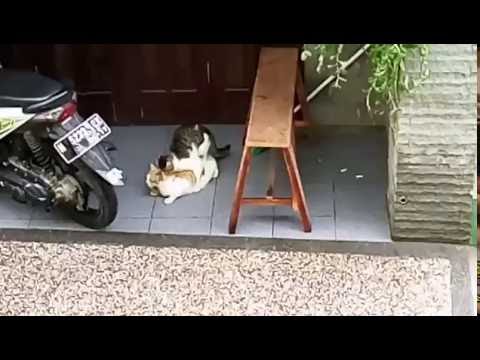cat mating with cute screaming female cat - YouTube
