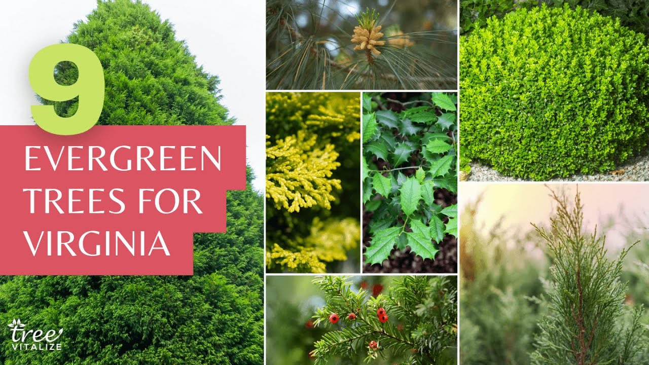 9 Evergreen Trees to Grow in Virginia for Shade & Privacy - YouTube