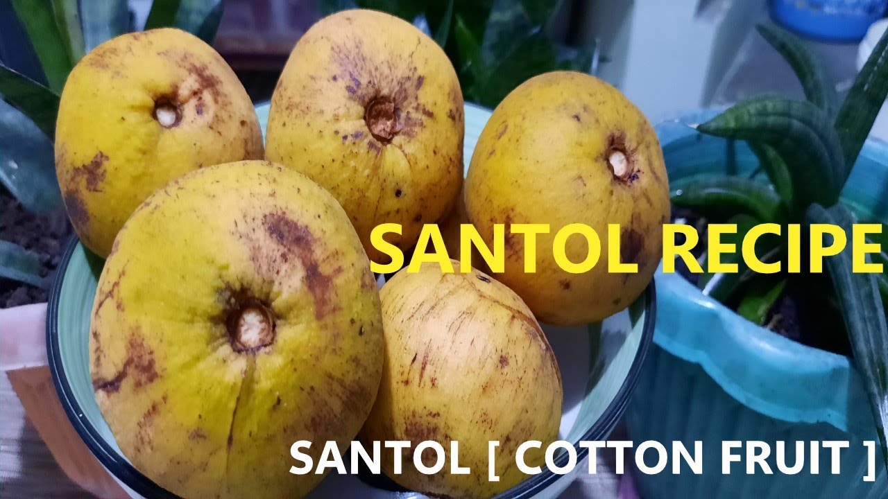 Gawin nating ulam ang Santol /Ginataang Santol Recipe / Ruth's Cuisine ...