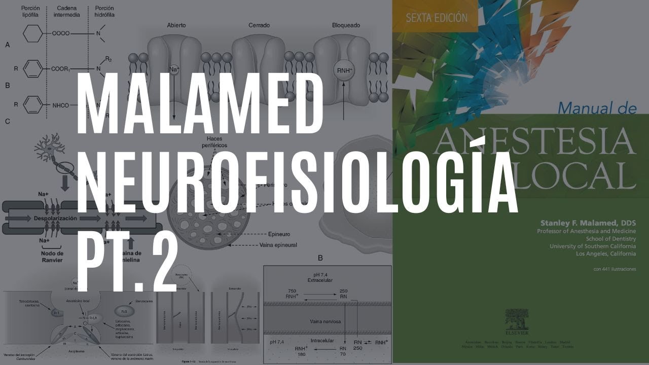 Recapitulemos - Malamed Neurofisiología parte 2 - YouTube