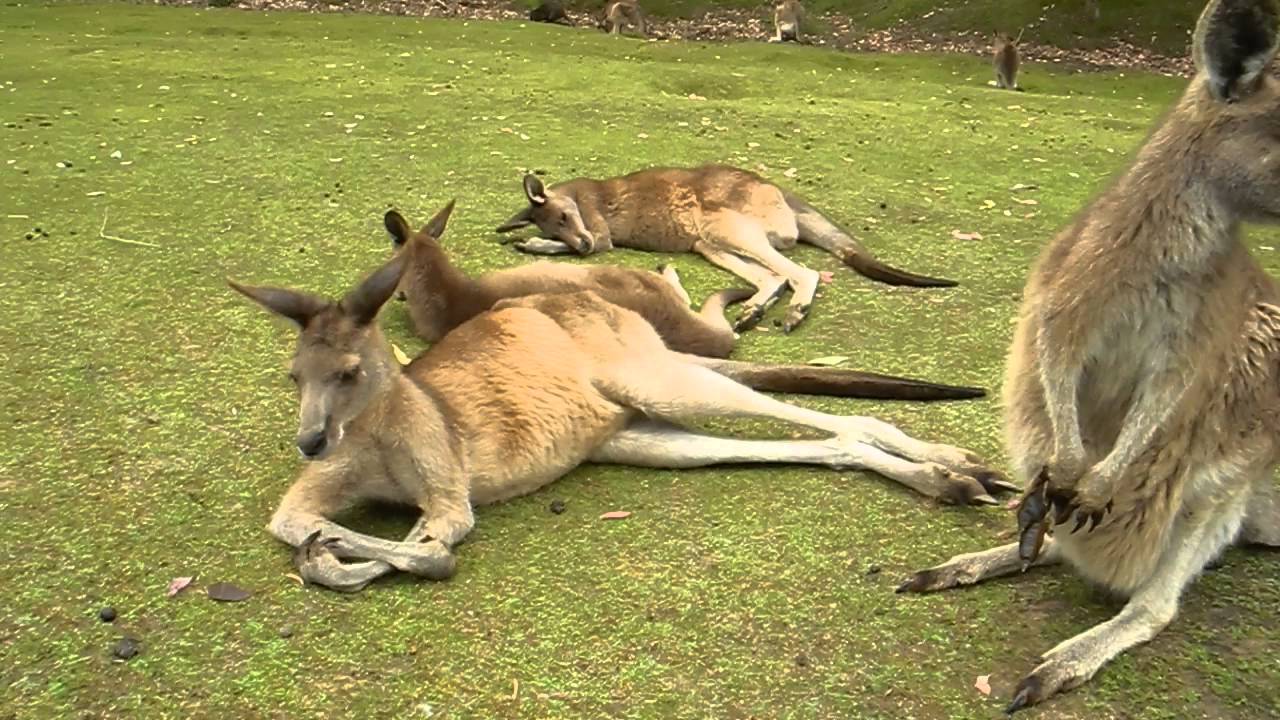 Unzoo - Kangaroos - YouTube