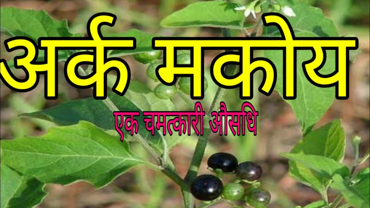 Health Benefits of Makoi Plant | अर्क मकोय के फायदे व विधि ,benefits of ...
