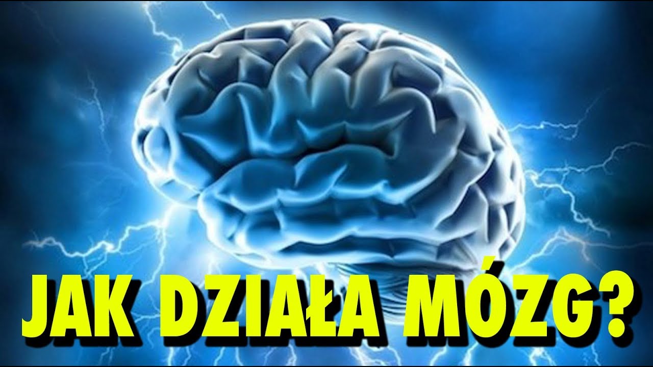 Jak działa Twój mózg? - YouTube