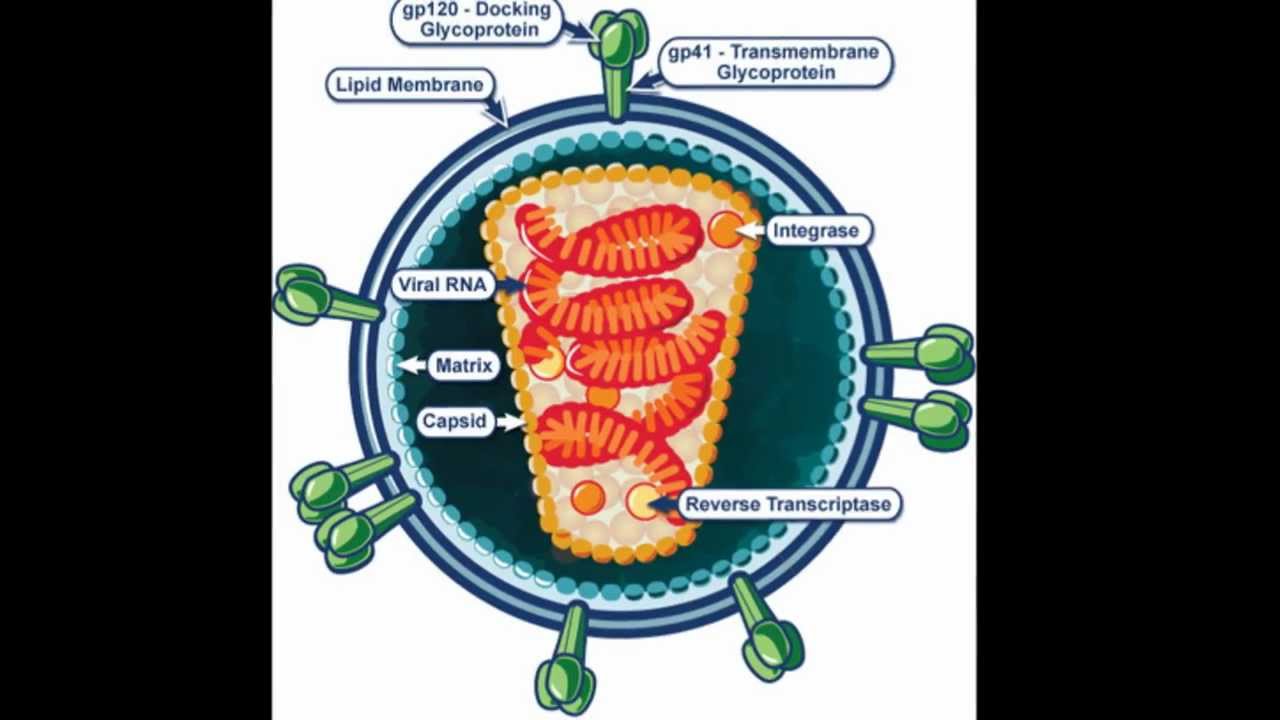 Detecting HIV using PCR - YouTube