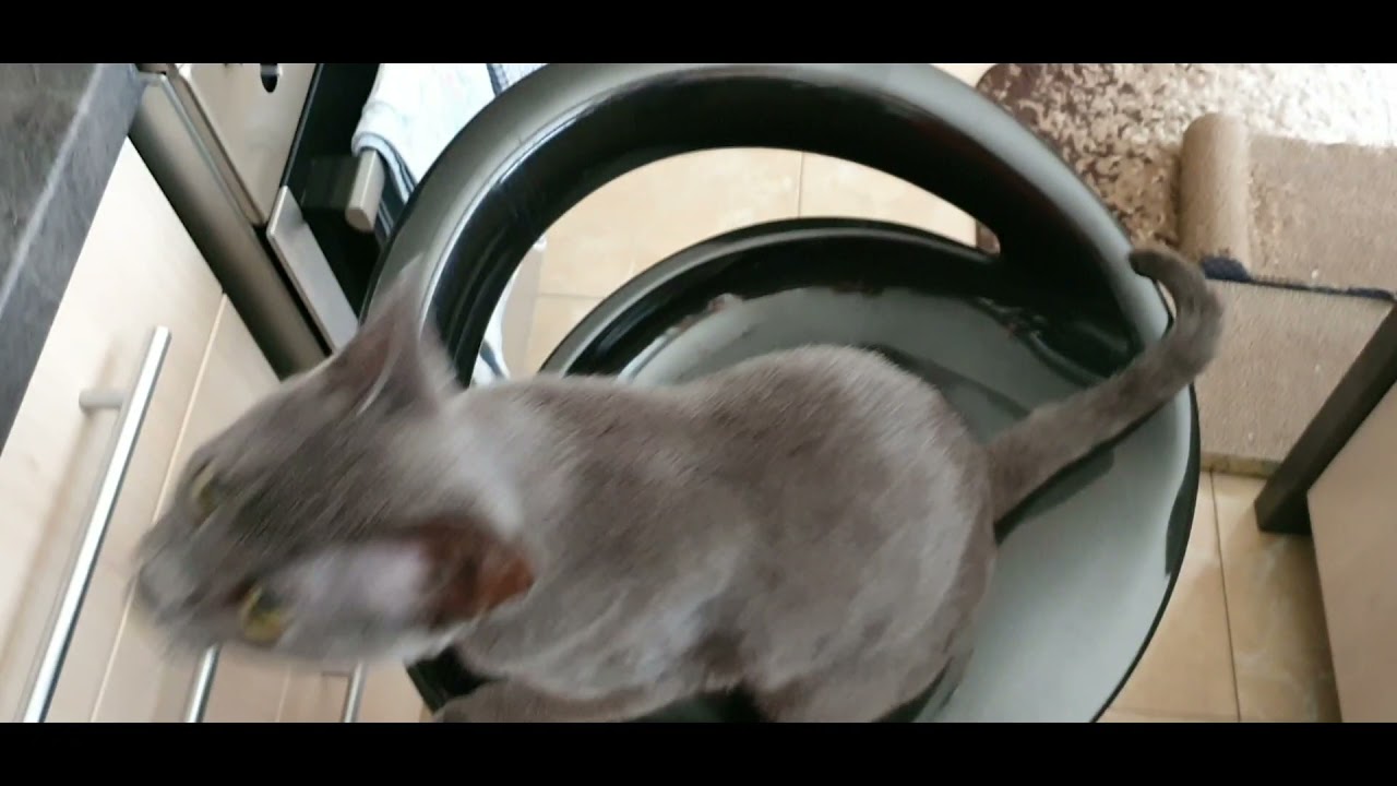 Cute Meowing | Hungry Cat | I'm Hungry - YouTube