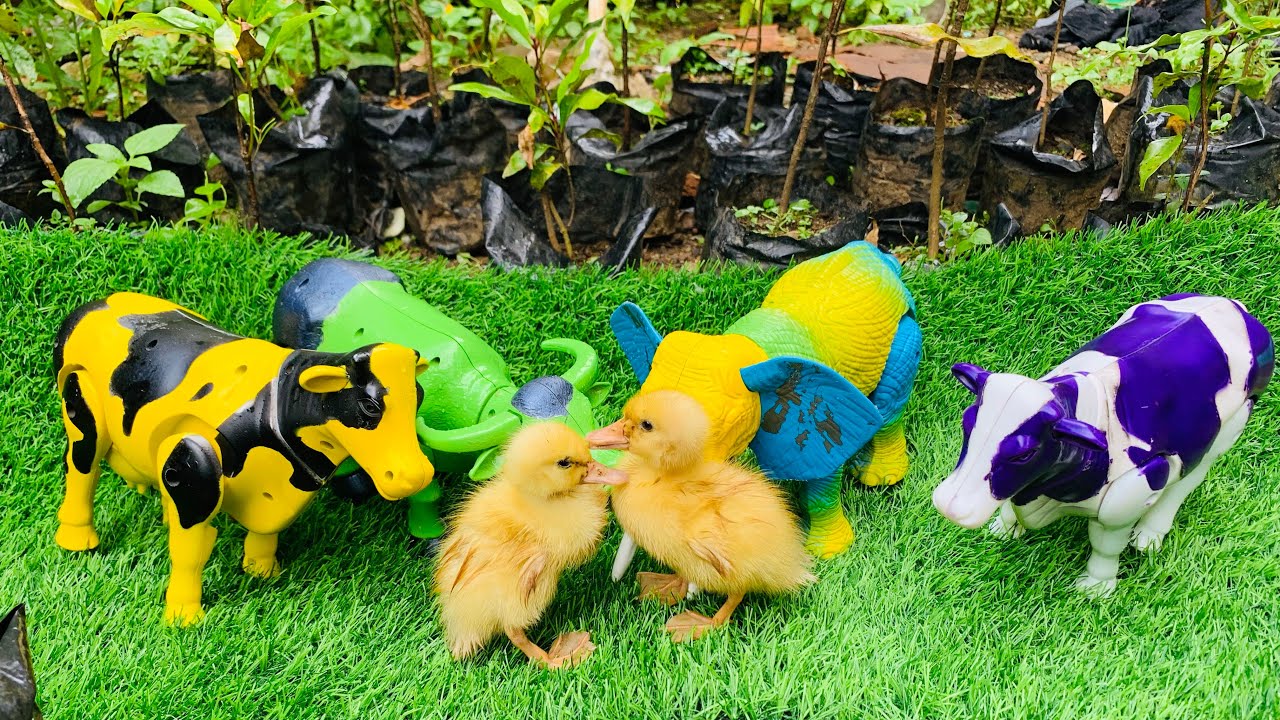 Mantul..! Menemukan Hewan Sapi Moo, Sapi Lucu, Kerbau, Gajah, Sapi ...