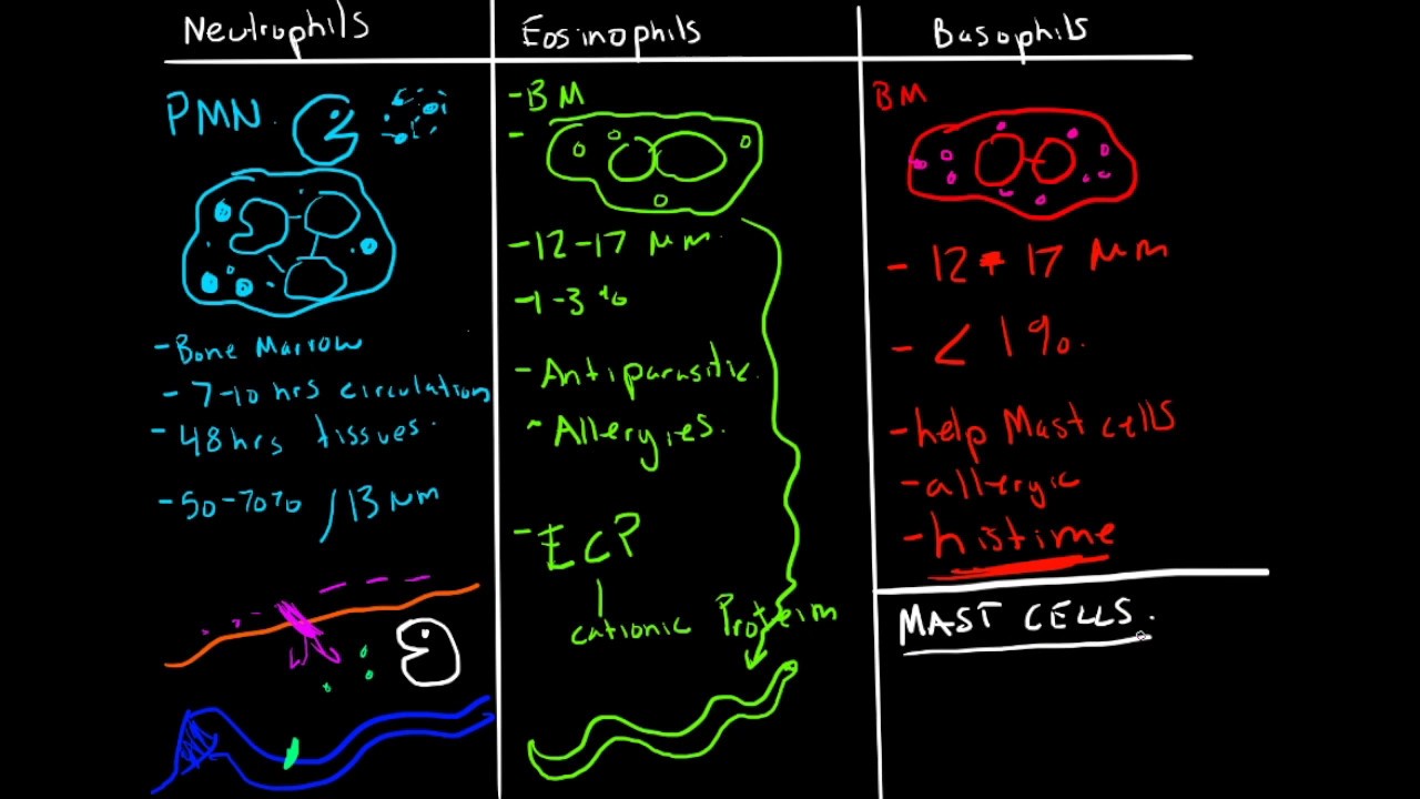 Granulocytes Function