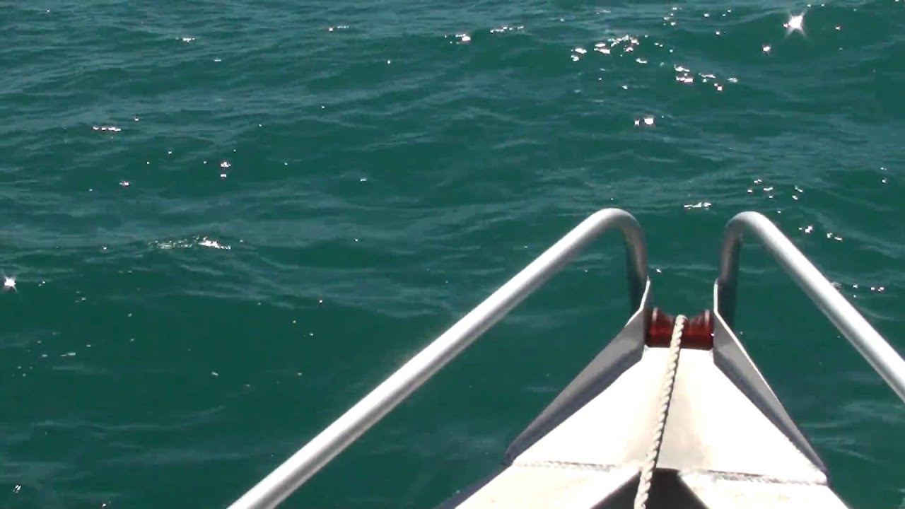 Moko The Dolphin at Ohope West End Loved playing with my Anchor rope ...