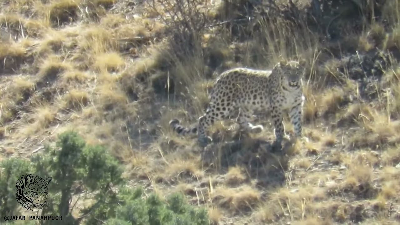 Persian leopard Golestan National Park - YouTube