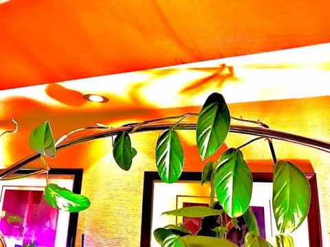 Big leaf philodendrons trailing like a pothos? - YouTube
