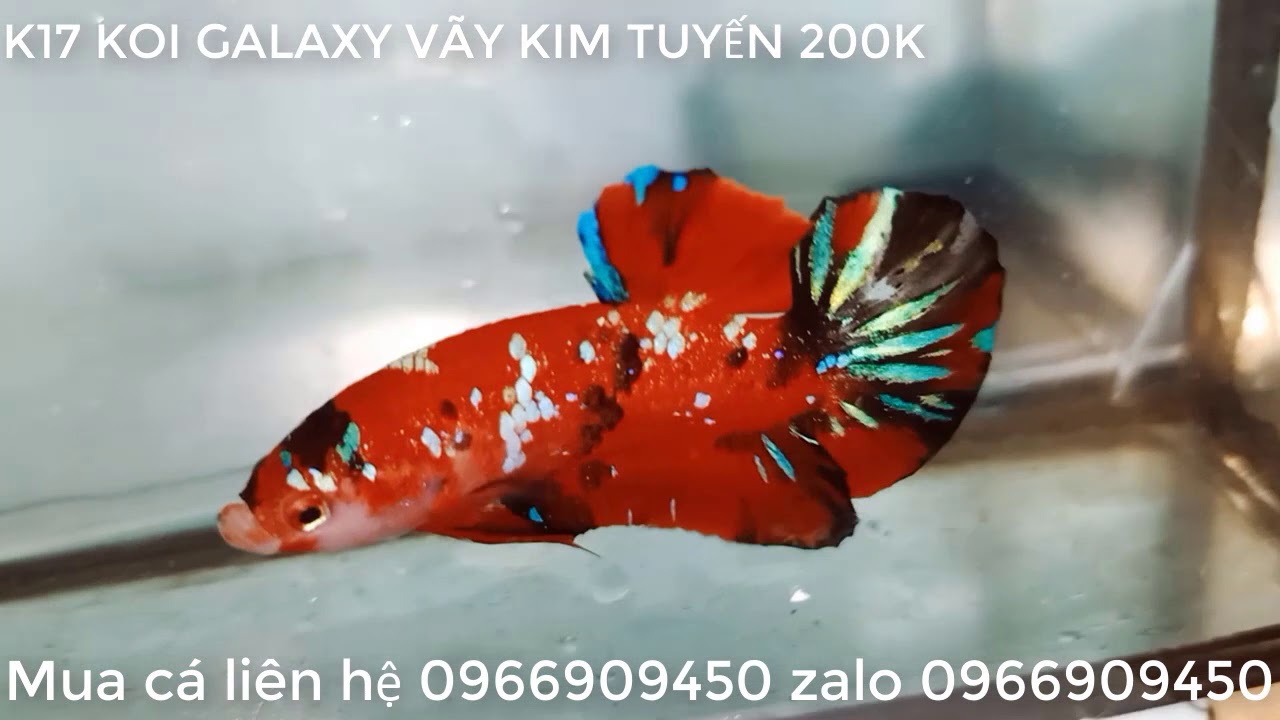 22/10 Lô koi galaxy . koi nemo vip - YouTube