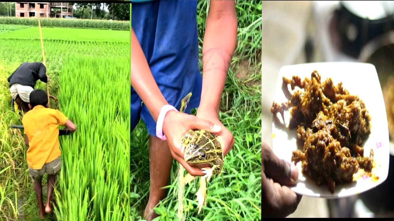 ব্যাঙ ধরার পদ্ধতি | Frog Catching & Eating | Frog recipe |Best recipe ...