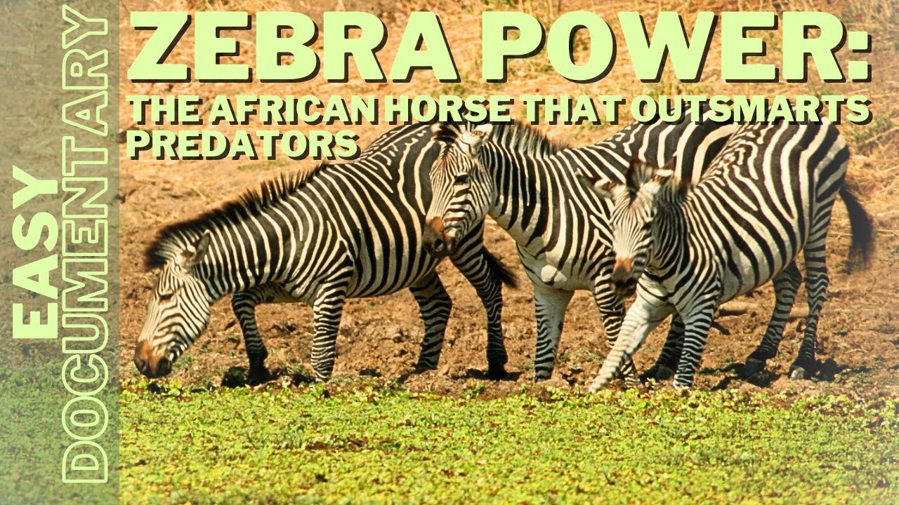 Zebra Power: The African Horse That Outsmarts Predators - Full Wildlife ...