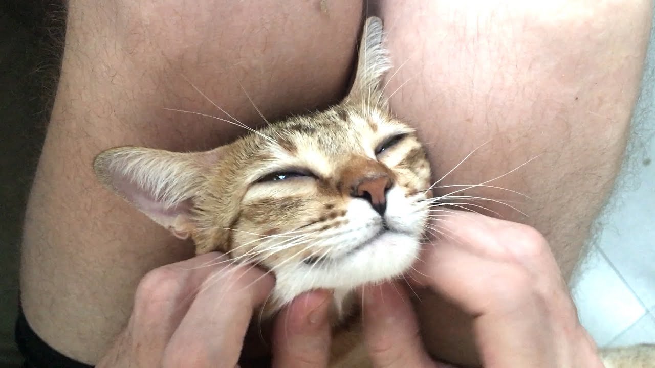 Cat Relish in Cheek and Armpit Massage CUTEST - YouTube