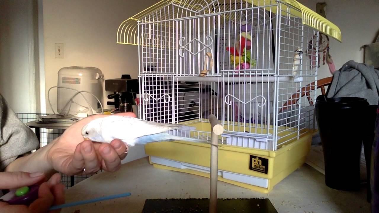 Flight Training Parakeet - YouTube