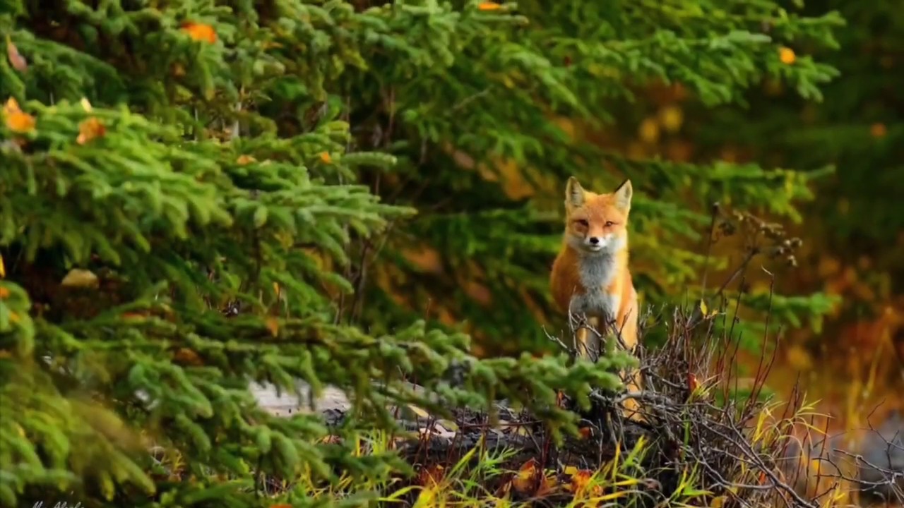 Alaskan Red Fox Encounter - YouTube