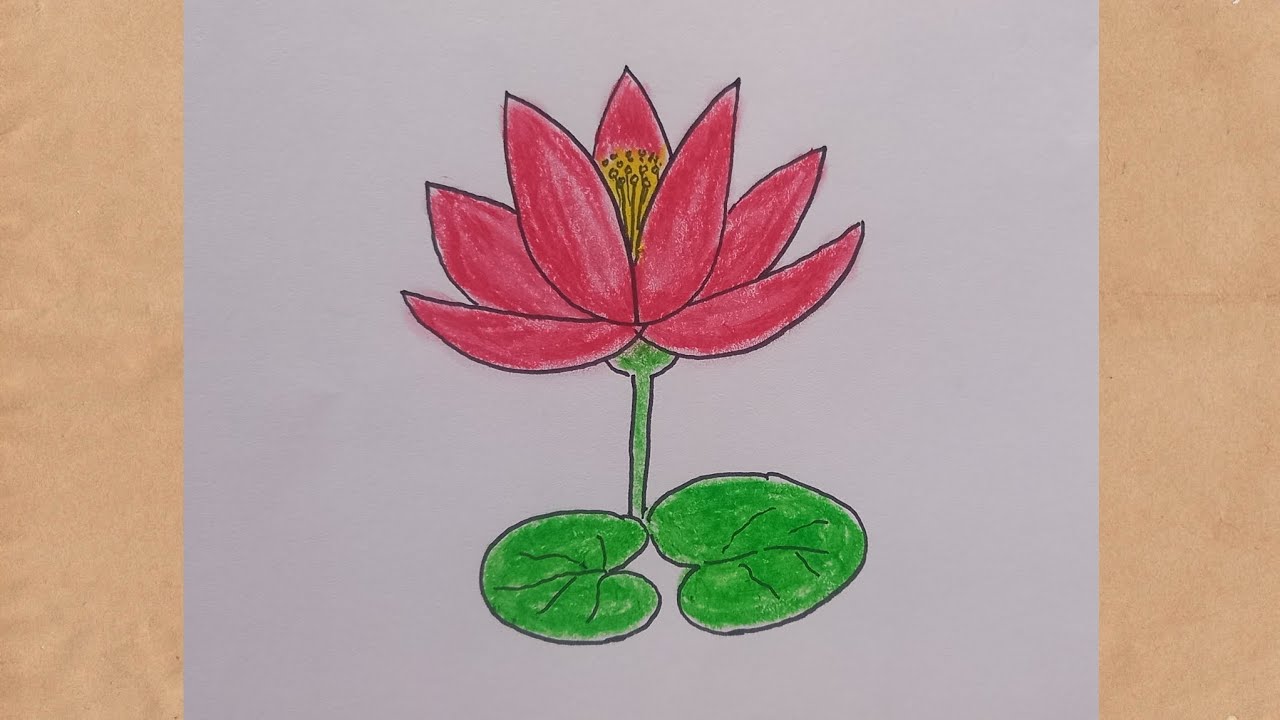 Draw A Water Lily From U U Shapla draw-a-water-lily-from-u-u-shapla