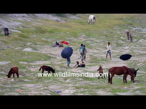 Horses, Cattle, and Donkeys grazing across a dry riverbed