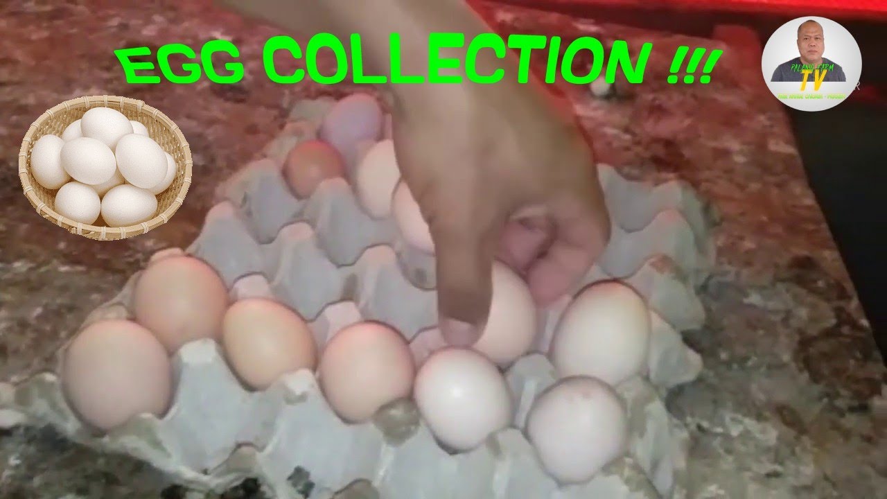 Free range chicken(egg collection): This Was Unexpected!! - YouTube