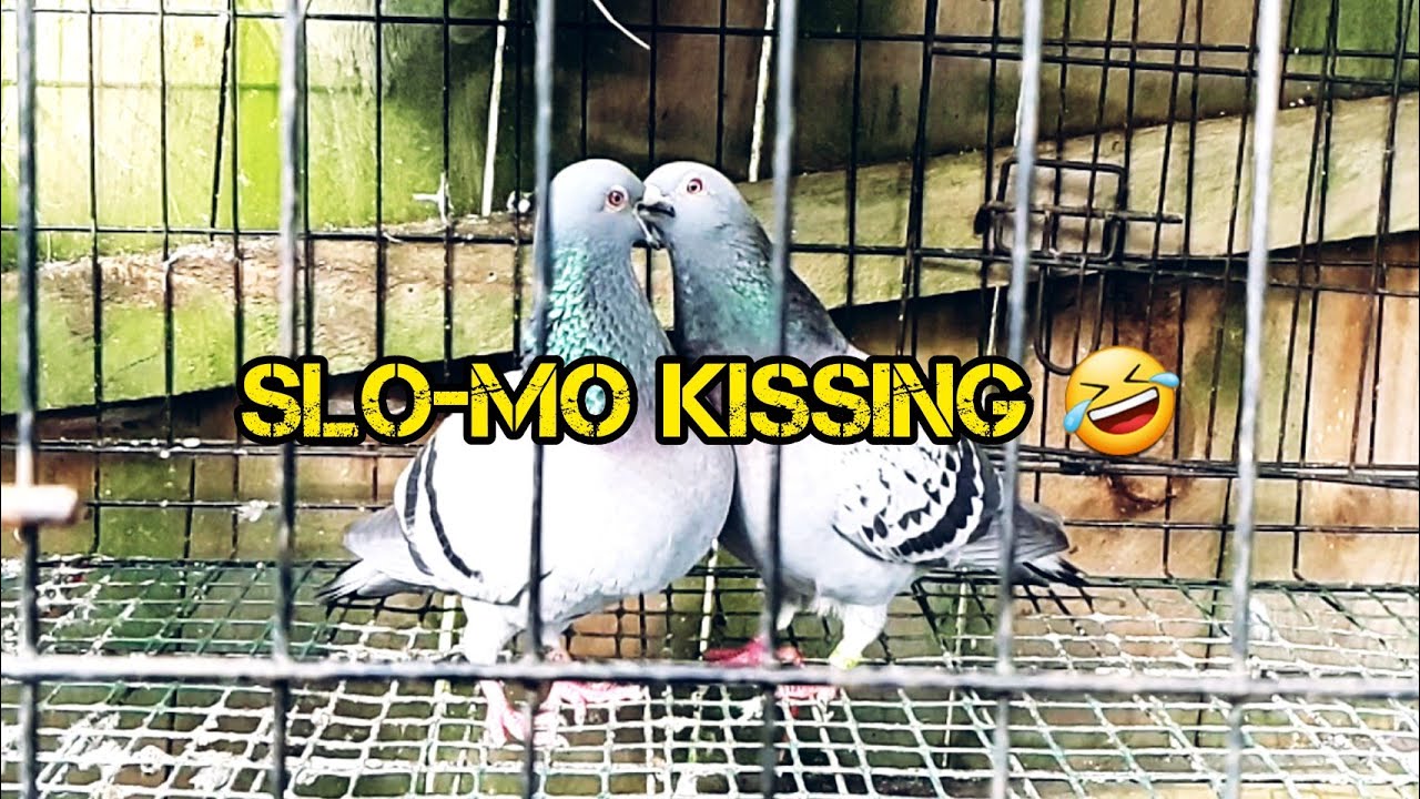 Kalapati Channel: Gilas ng mga kalapati natin sa Slow Motion 😉😉😉 Mag ...