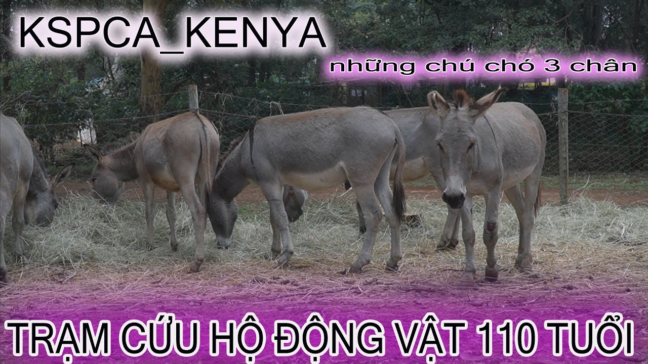KSPCA// kenya society for the protection _care of animal - YouTube