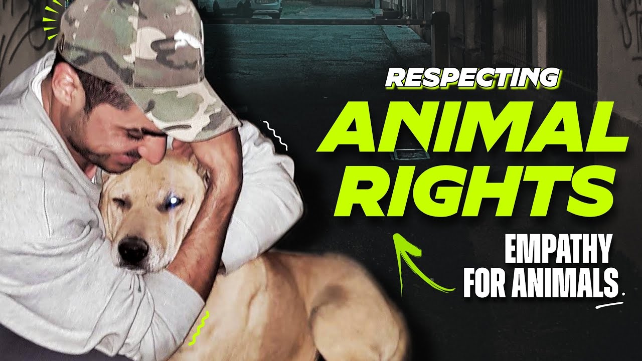 Empathy Unleashed: Respecting Stray Animals - YouTube